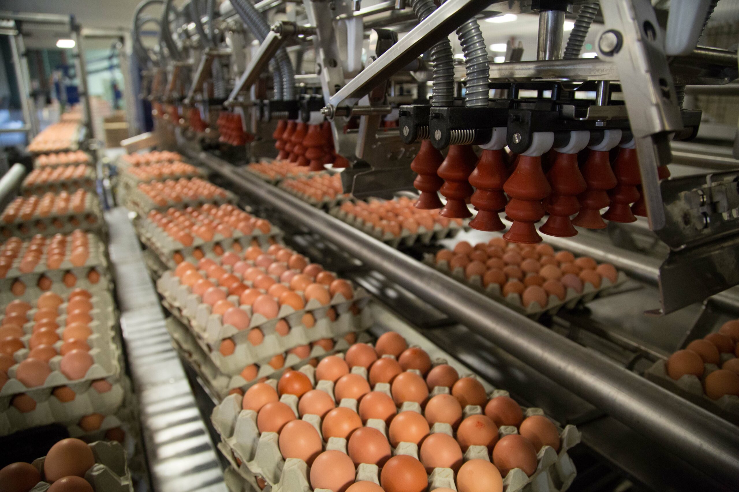 Skea Eggs reports increased sales and profits - Poultry News