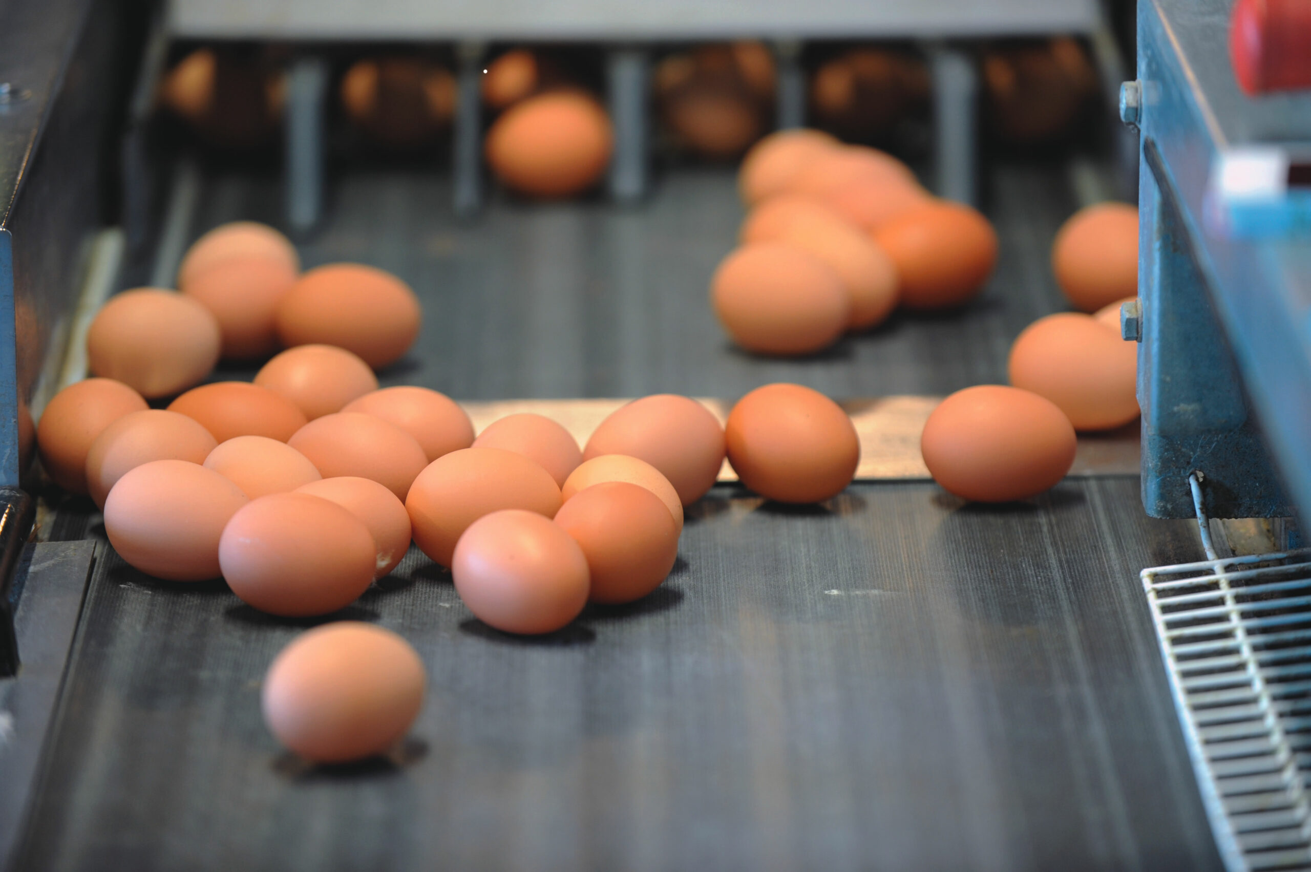 Airline caterer gategroup commits to cage-free eggs globally by 2025 - Poultry News