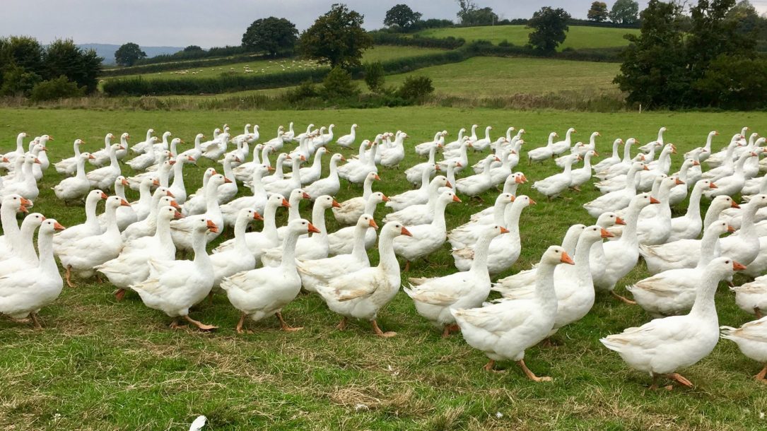Geese and chickens struck by bird flu in new Norfolk outbreak - Poultry ...