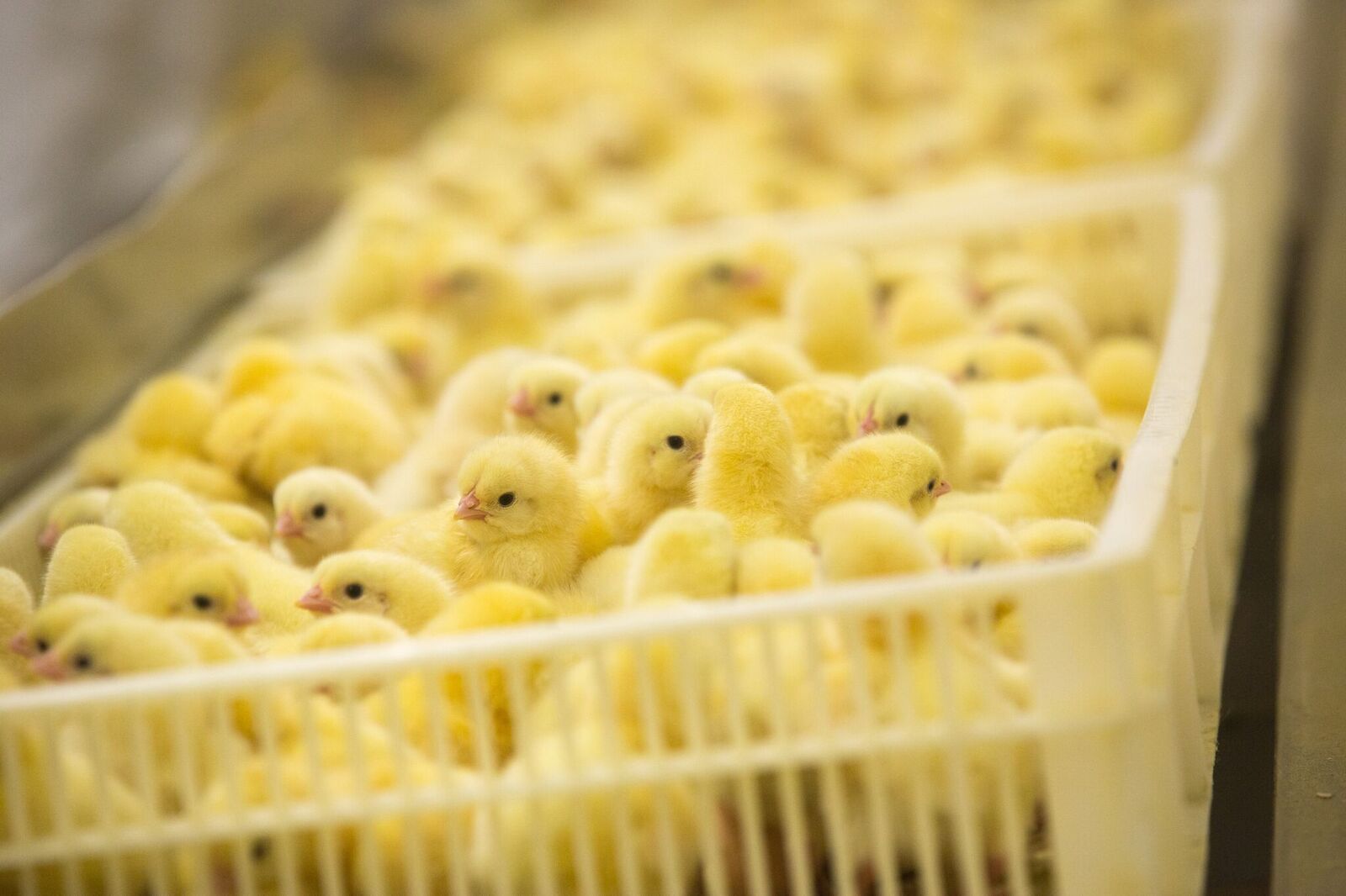 Banham Poultry takes part in first UK E coli vaccine trial - Poultry News