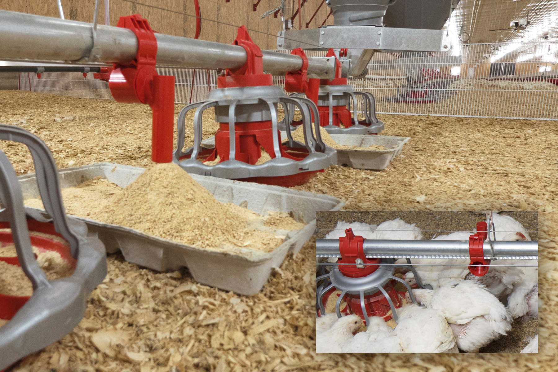 Modified feeder offers improved access - Poultry News