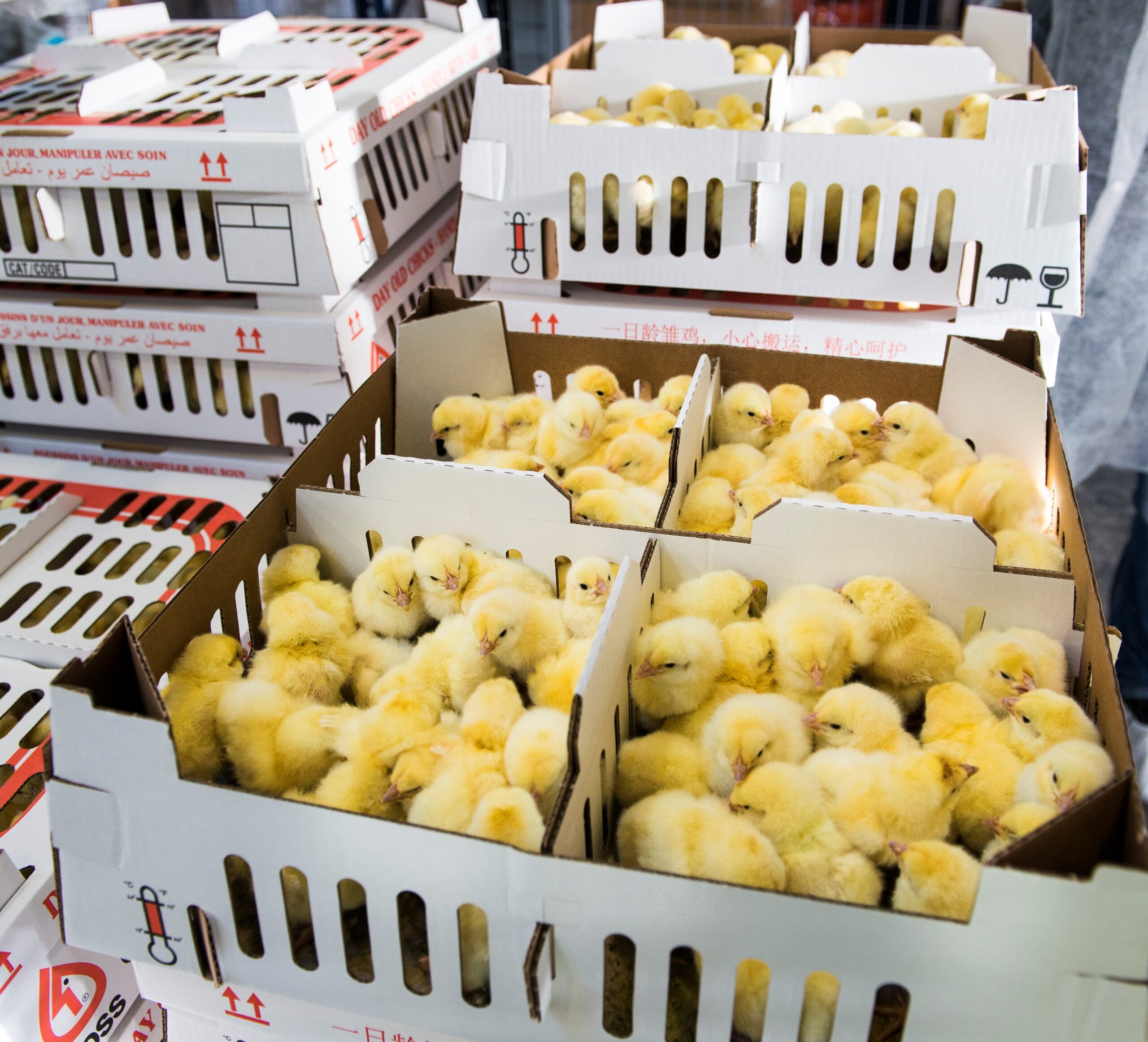 Aviagen's Ross 400 club introduces new award for growers - Poultry News