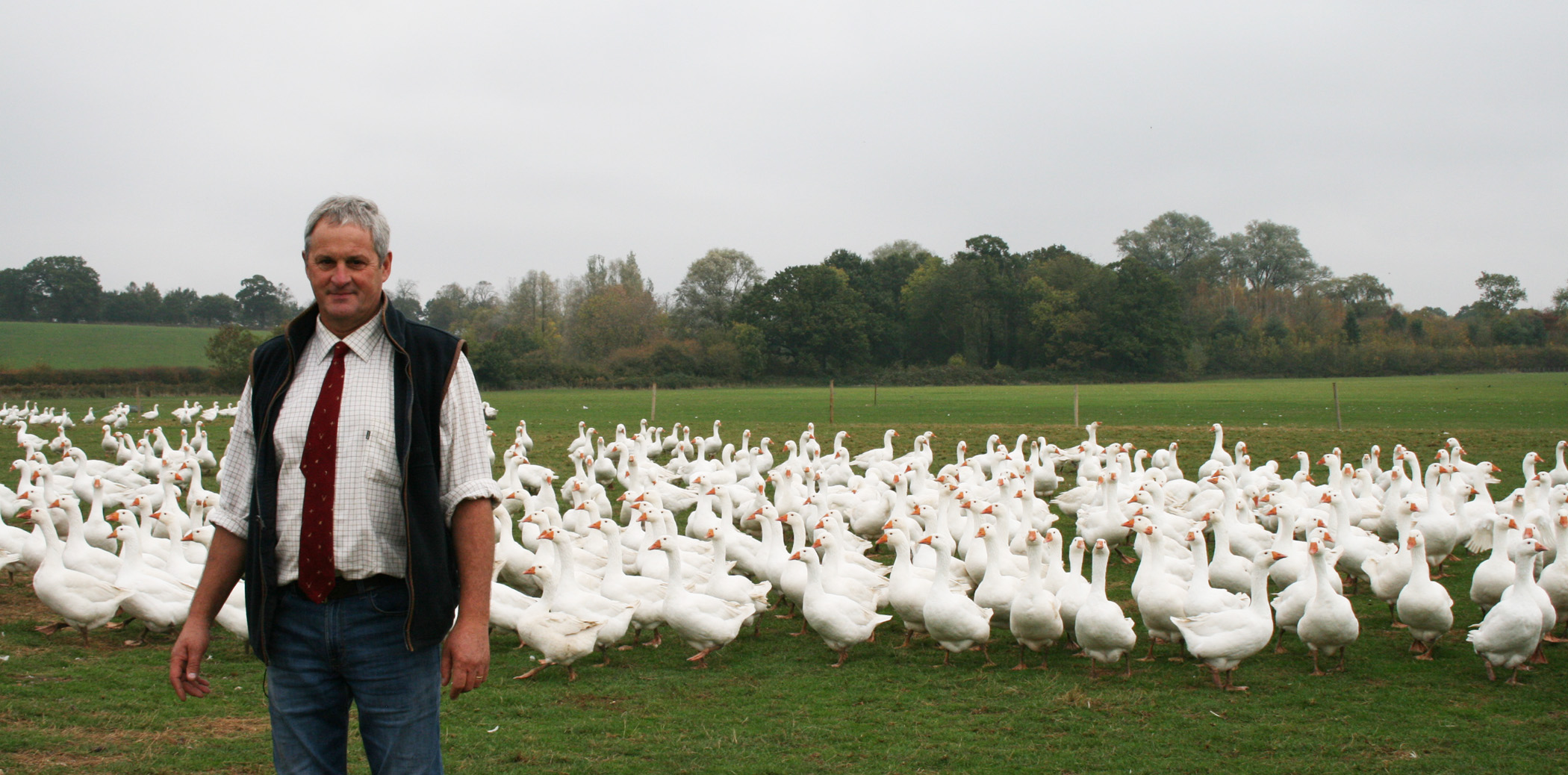 New guides for goose producers unveiled at annual farm walk - Poultry News