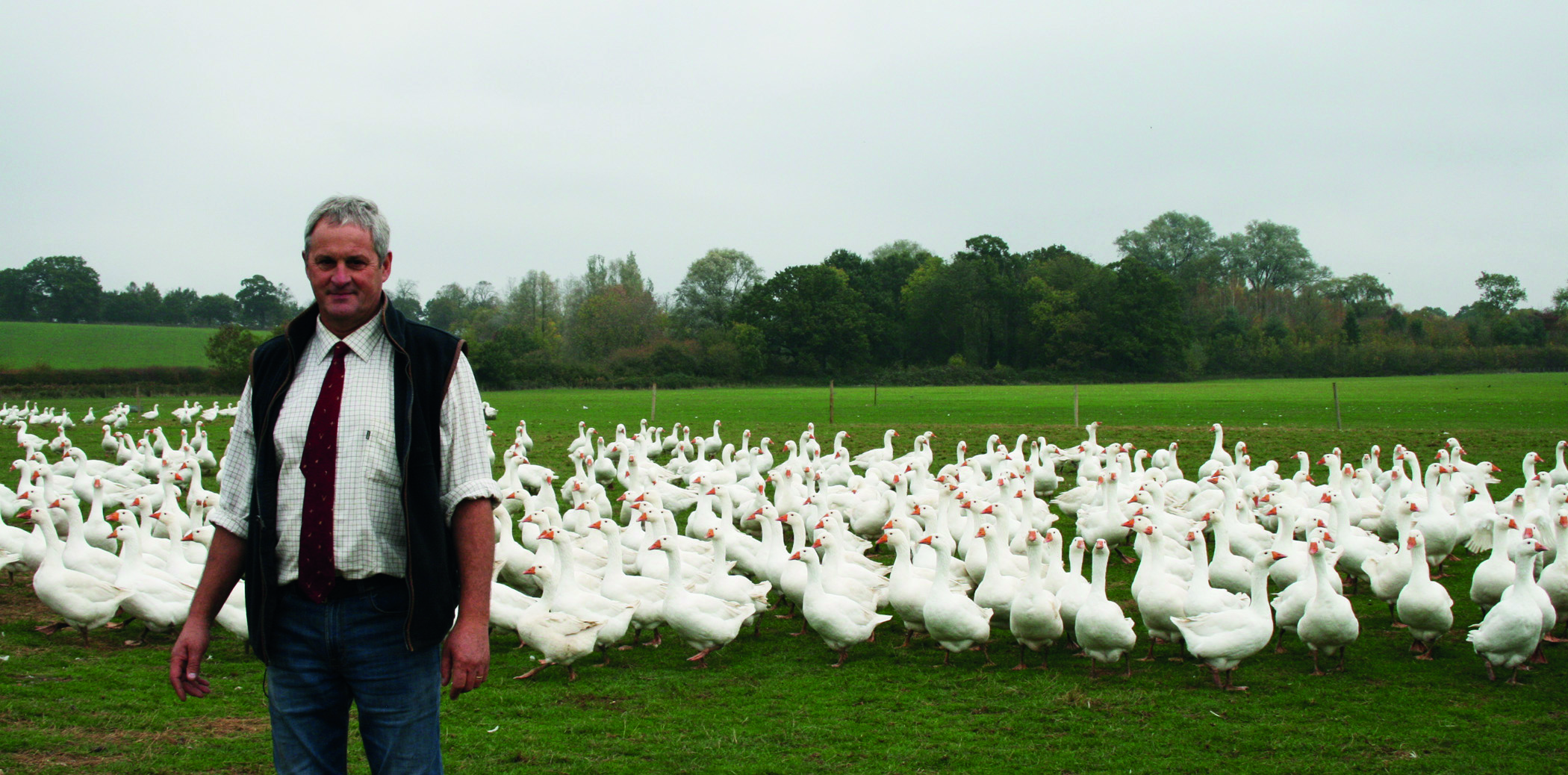 Feature: Getting goose on the Christmas table - Poultry News