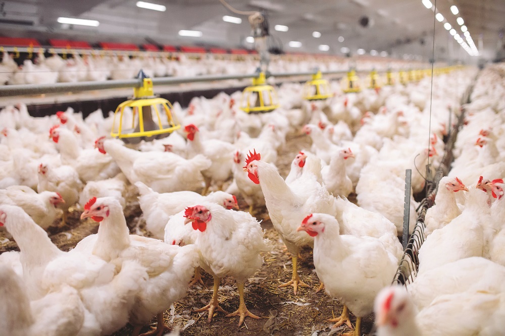 Analysis: A new start for Banham Poultry - Poultry News