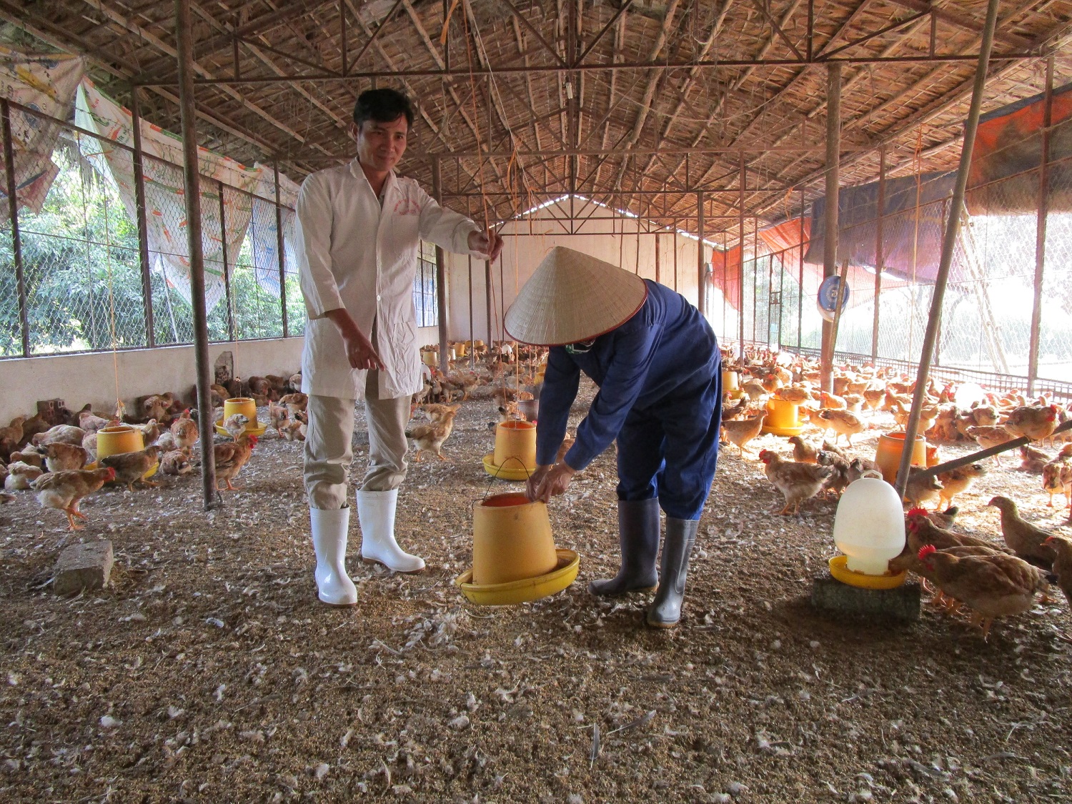 Royal Veterinary College launches poultry research hubs - Poultry News