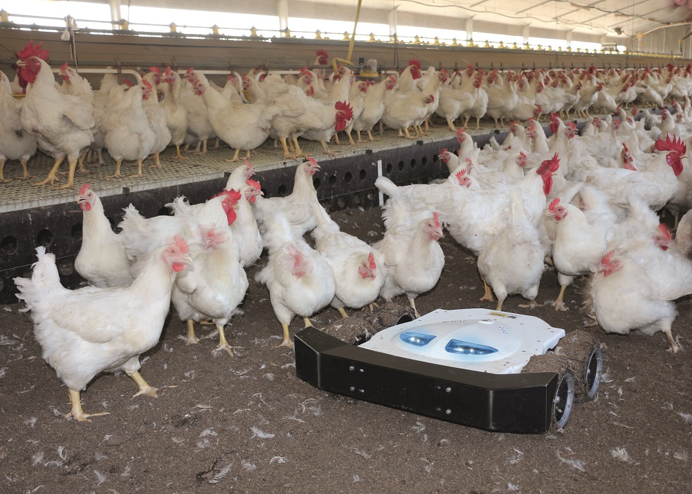 Robot ‘entertains’ while it works - Poultry News
