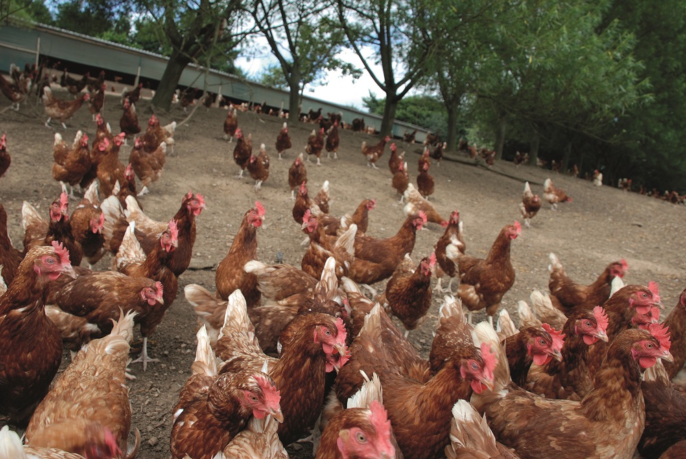 Environmental permit review for intensive pig and poultry farms ...