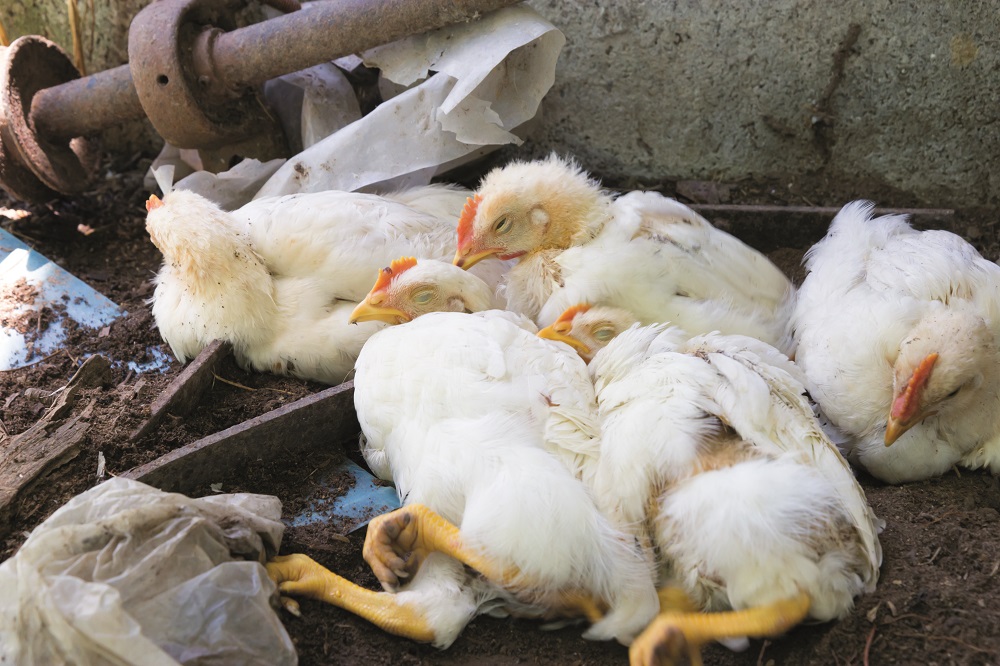 Avian influenza cases in Northern Ireland last winter all linked, new ...