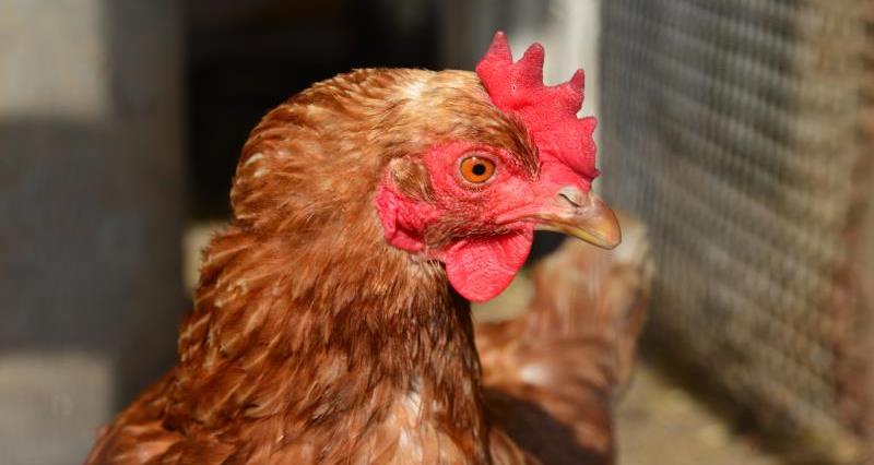 Test offers fast insight into chicken immunity - Poultry News