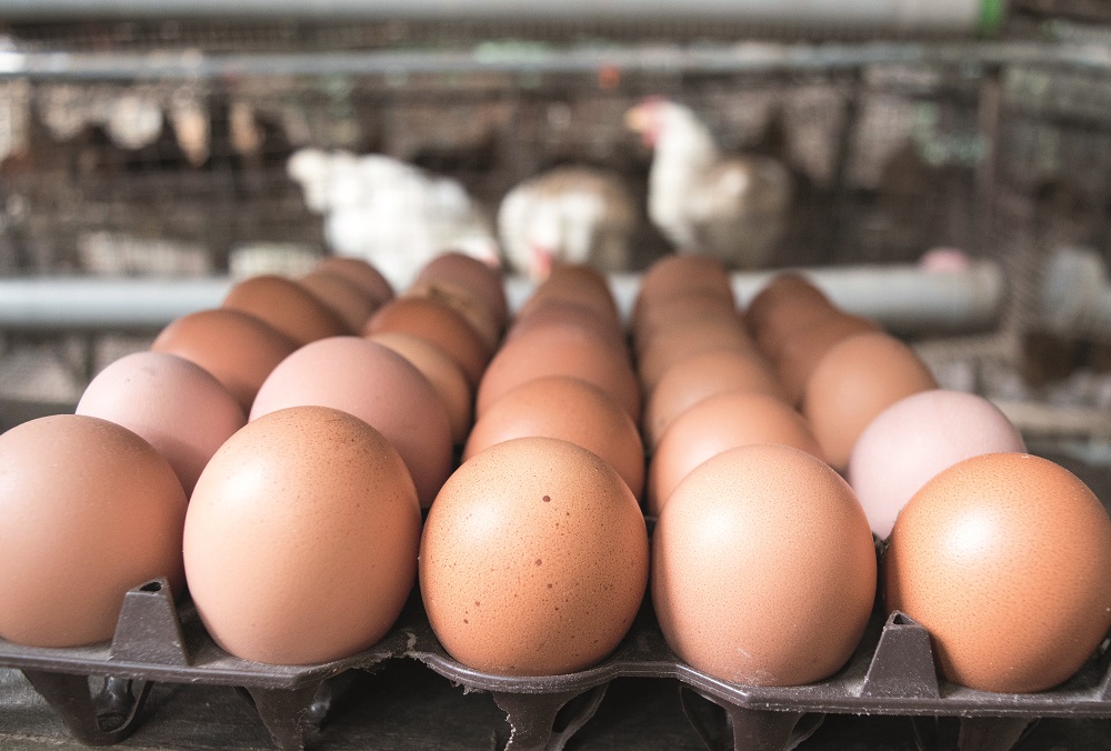 Lion decides on new higher welfare standards for barn eggs - Poultry News