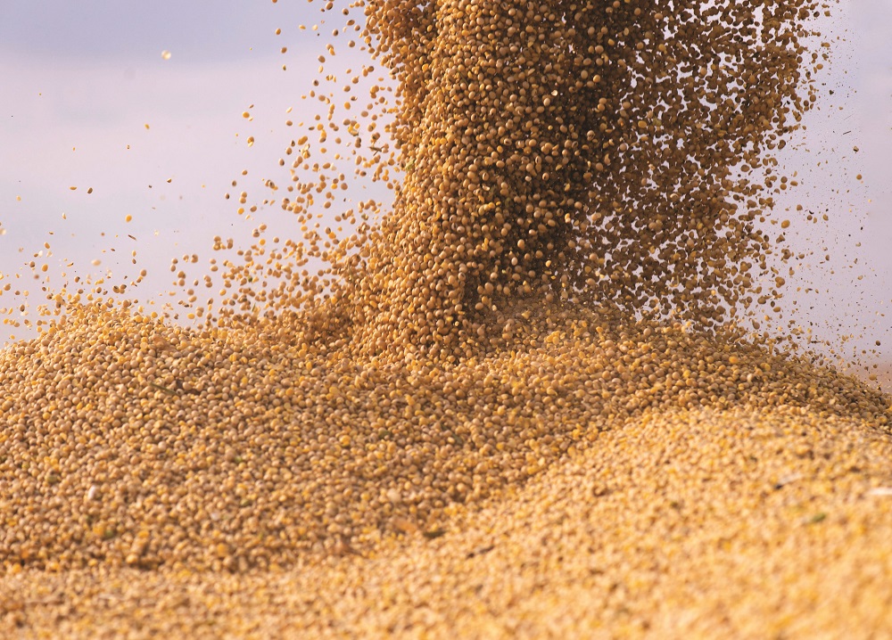 Feature: A roadmap for sustainable poultry feed - Poultry News