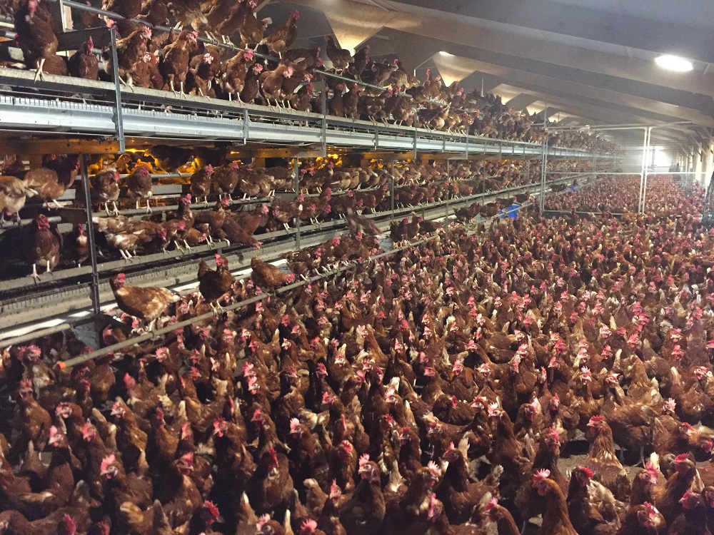 New strategies needed to combat immune system-damaging poultry virus ...