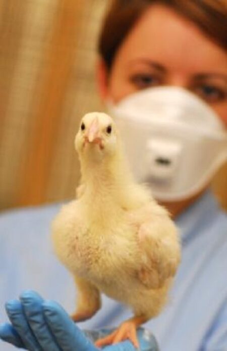 Avian Influenza Prevention Zone lifts as risk reduces - Poultry News