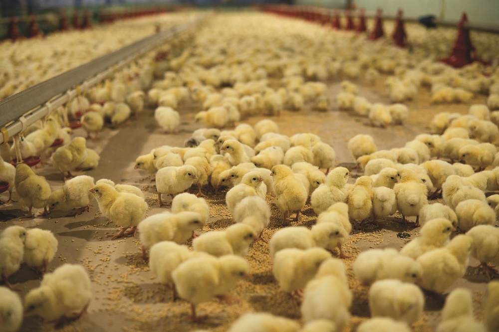 The benefits of insect-based poultry feed - Poultry News