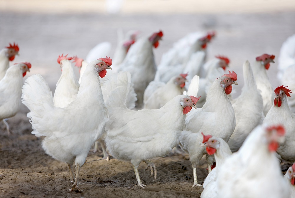 Hendrix Genetics supporting HenTrack research project - Poultry News