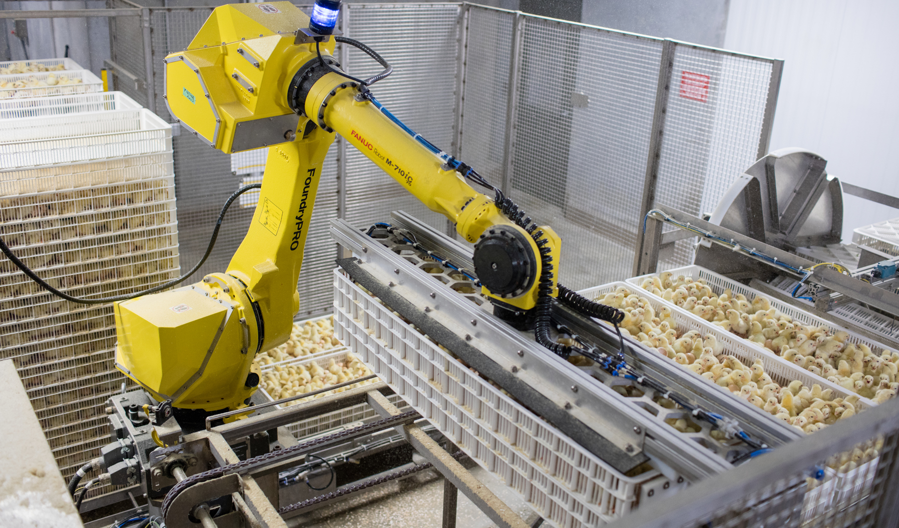 Hatchery automation technology comes to the UK - Poultry News