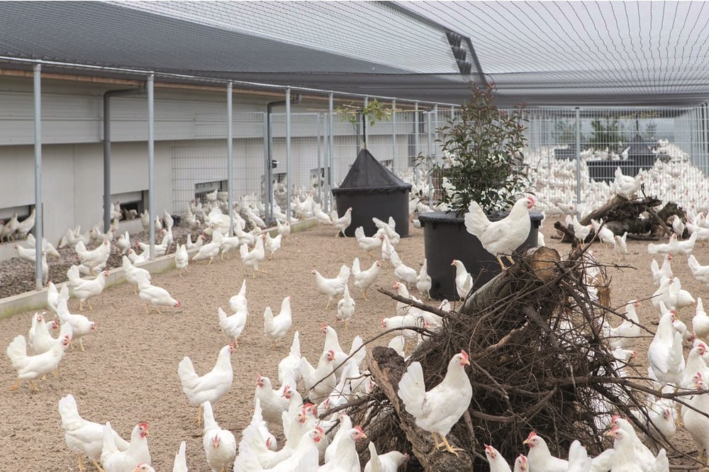 Dutch courage - Poultry News