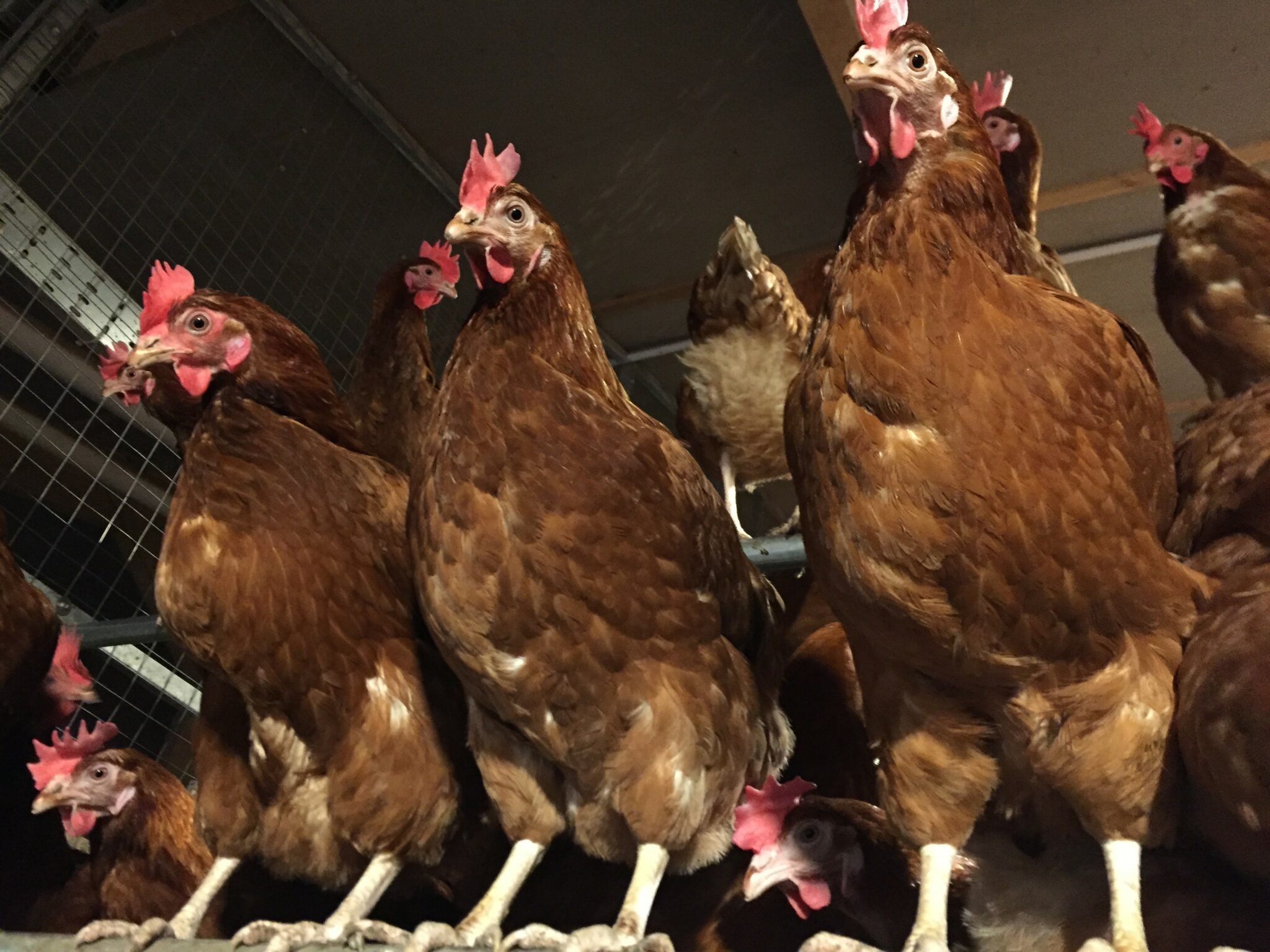 Cargill to run layer workshops throughout July - Poultry News