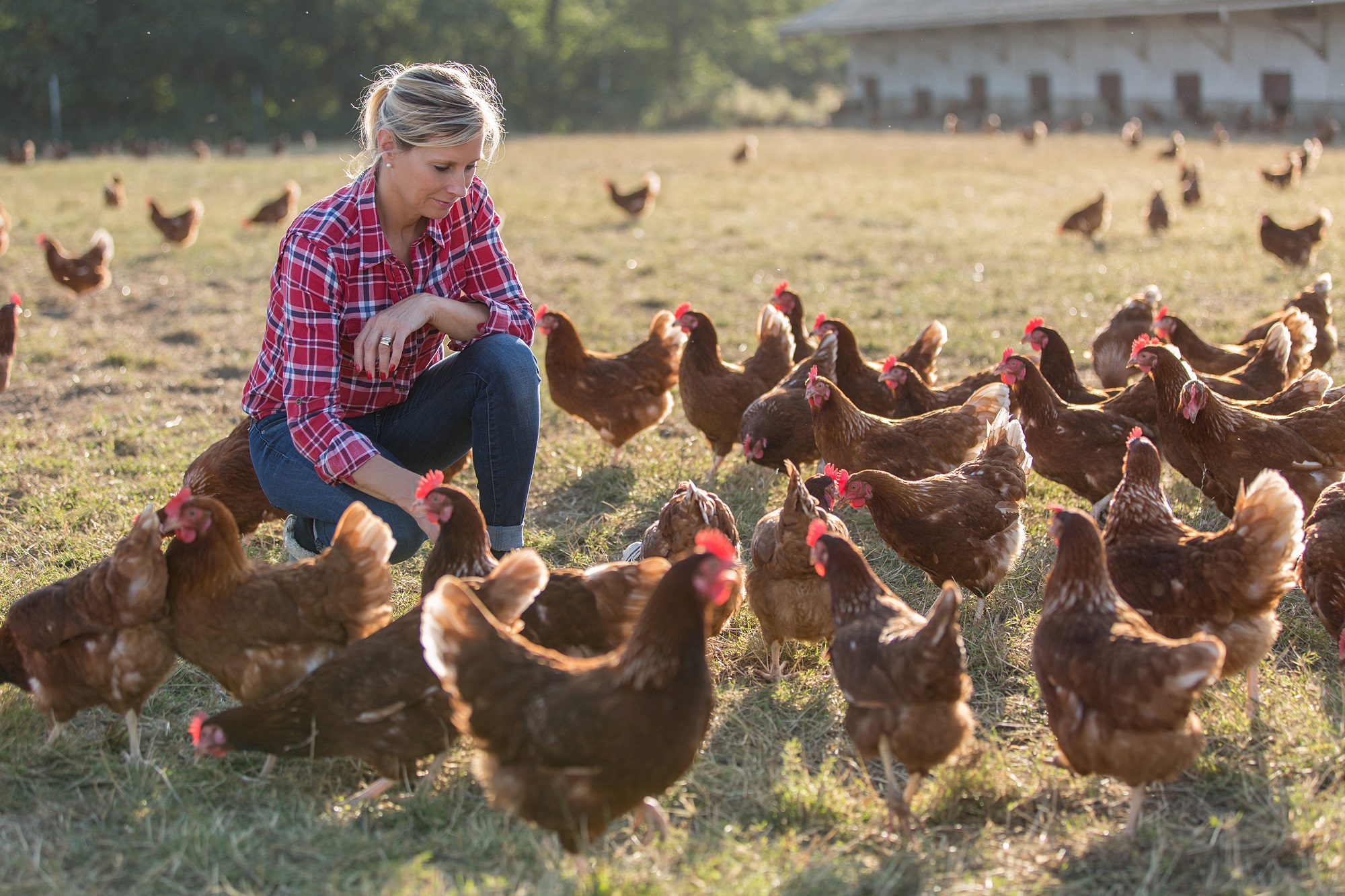 Top welfare ranking for Noble Foods - Poultry News