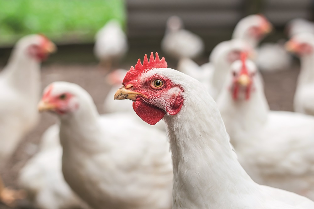 Latest Ross broiler management advice now available - Poultry News