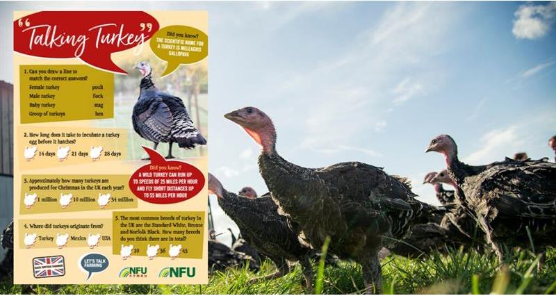 NFU launches new 'Talking Turkey' educational resources - Poultry News