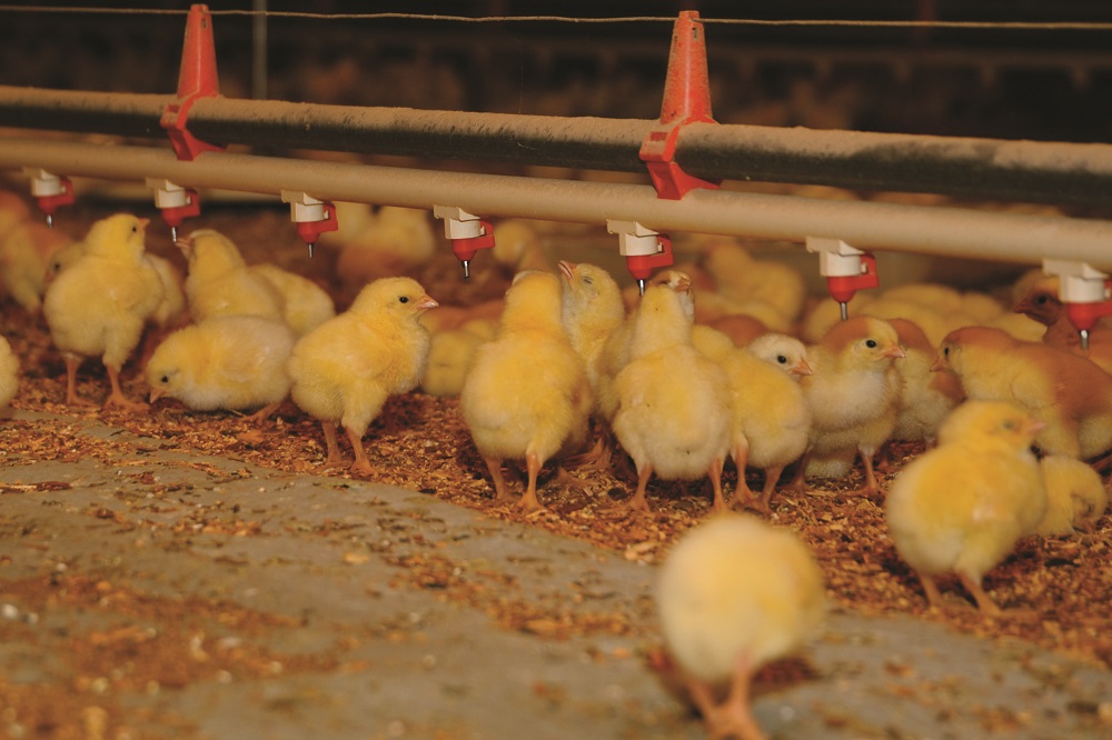 Poultry microbiota insight - Poultry News