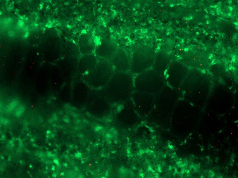 New method aids study of poultry infections - Poultry News