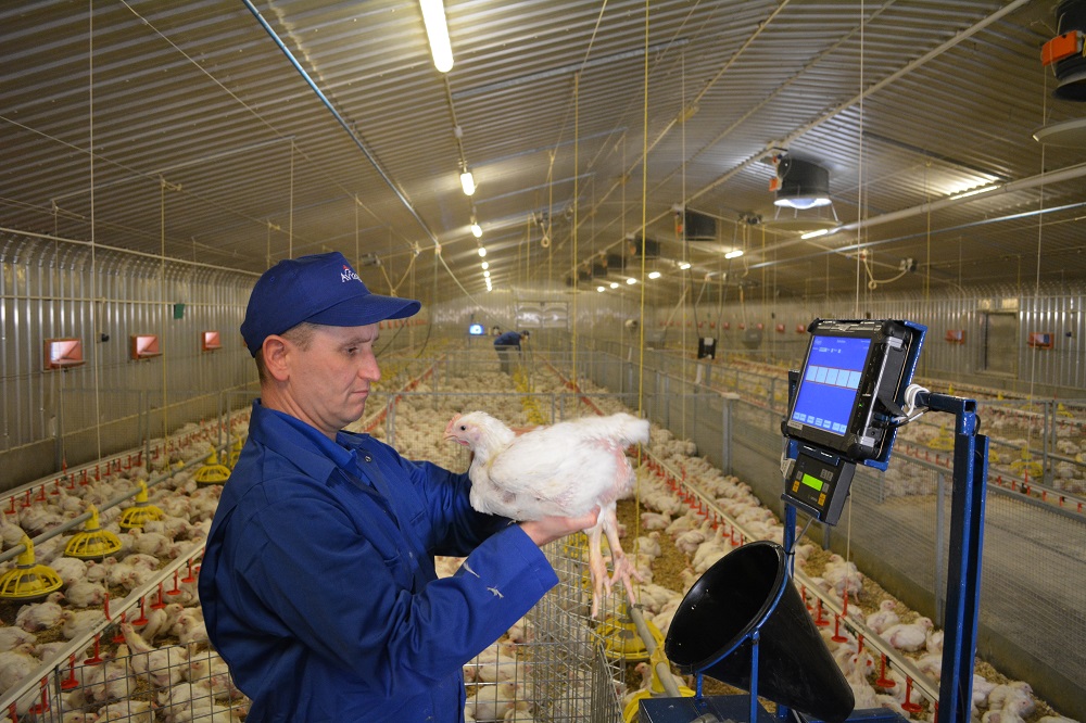 Genetic innovation for enhanced health and welfare - Poultry News