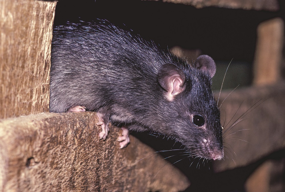 Feature: Increase in rat and mouse activity seen during pandemic ...