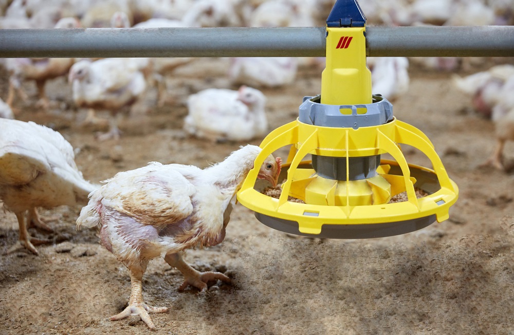 Roxell expanding range of feeder pans - Poultry News
