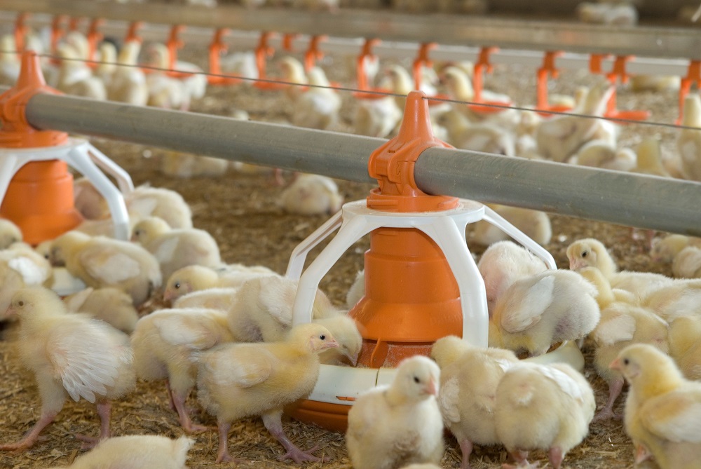 New feed enzyme for poultry approved in the EU - Poultry News