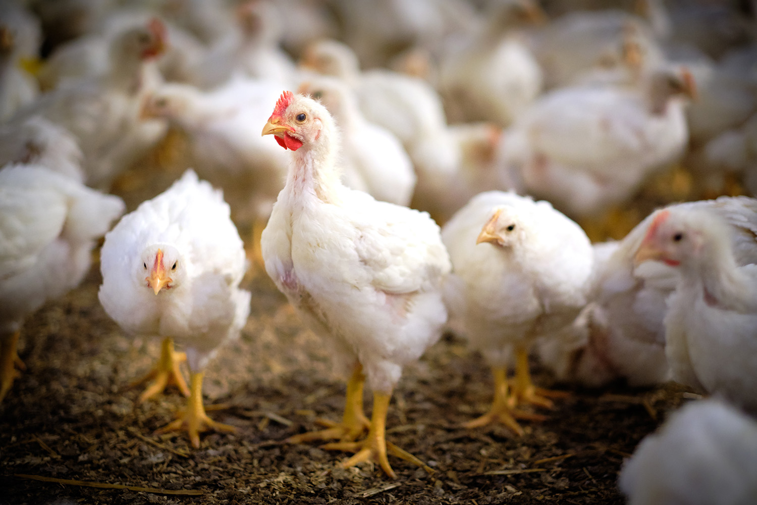 Feature: An innovative approach to coccidiosis - Poultry News
