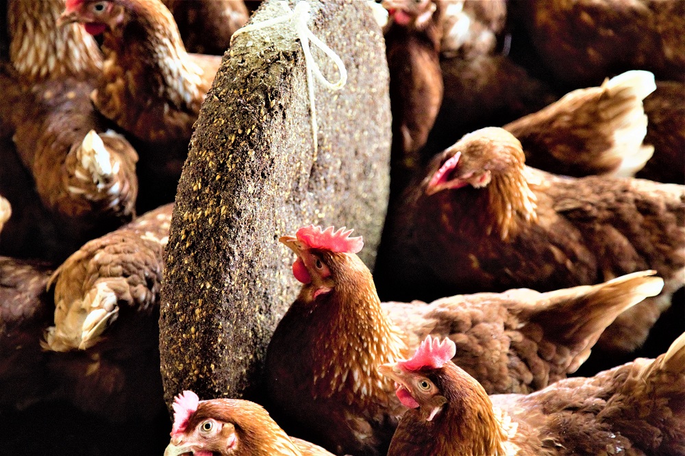 Alltech launches new pecking block - Poultry News