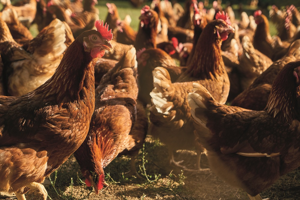 Diet optimisation: strategies to build more sustainable poultry systems ...