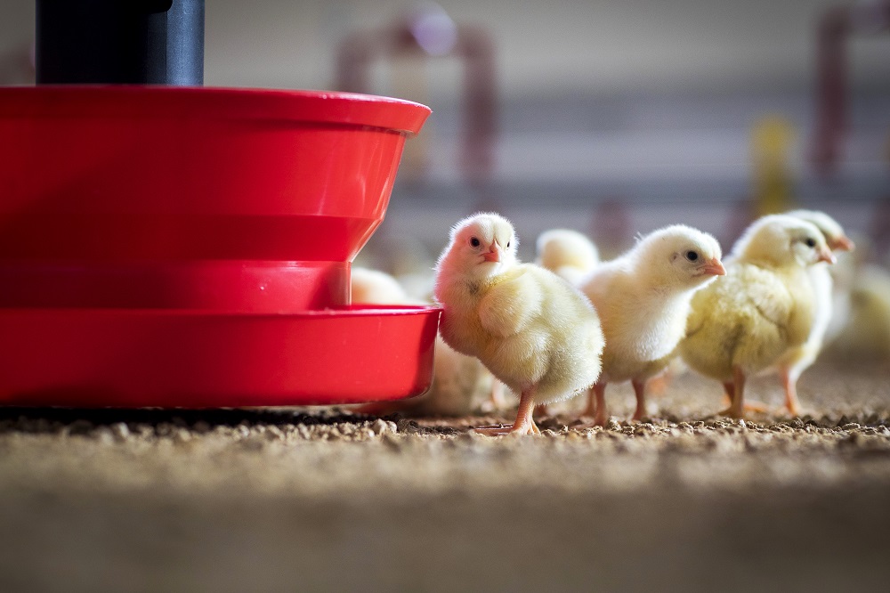Choosing the right feeding pan - Poultry News