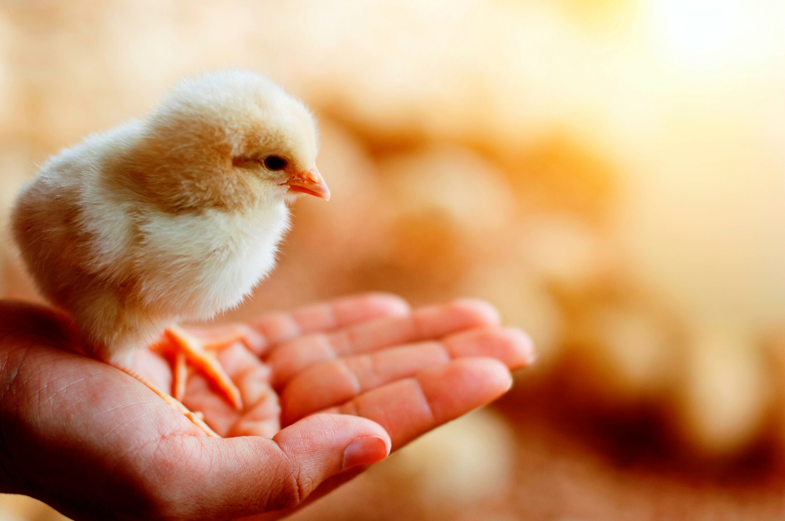 Technical advice: Why the first four days are critical to chick success ...