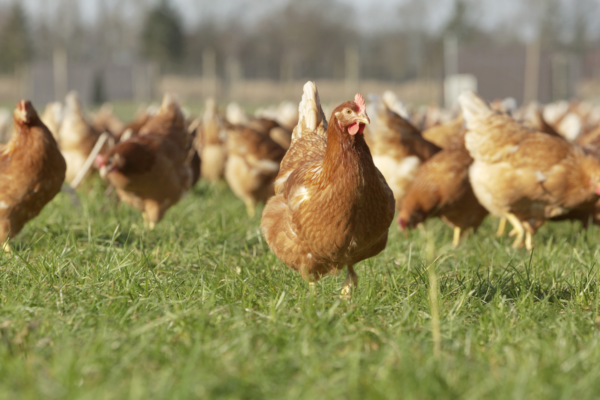How to tackle ILT outbreaks - Poultry News