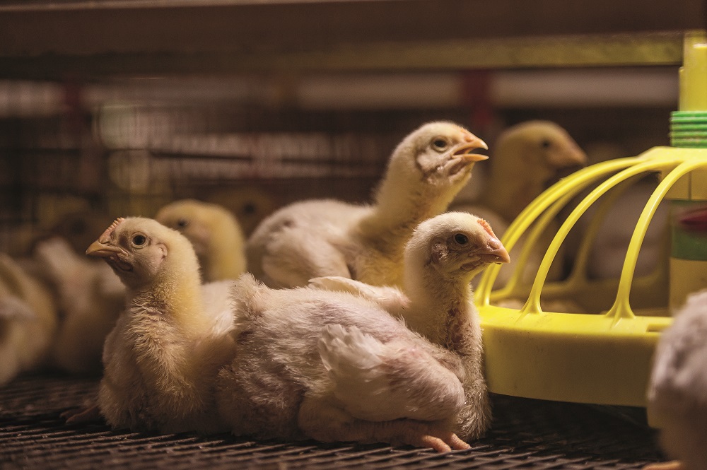 Managing the impact of heat stress - Poultry News