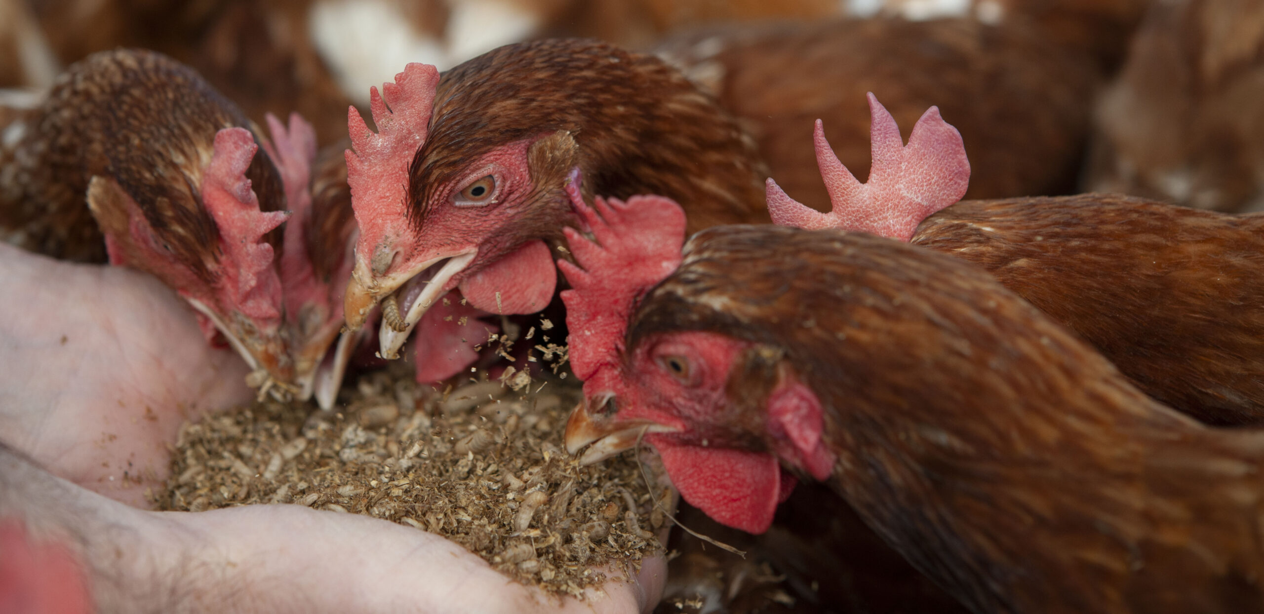 Morrisons to install insect farms on 10 of its egg production units ...