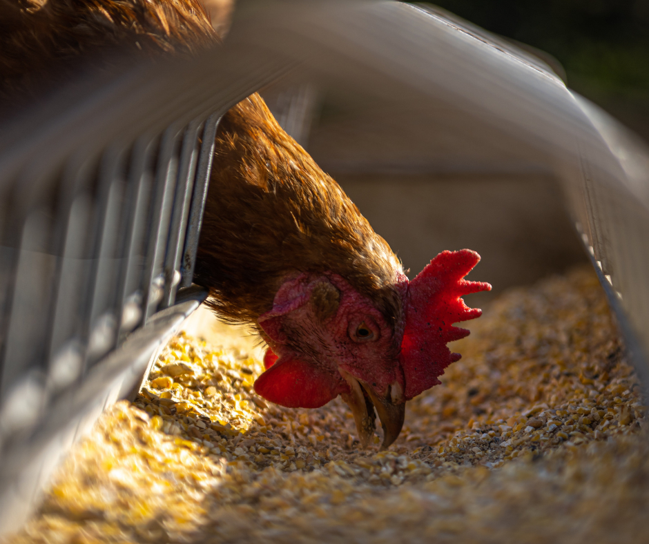 Identifying and tackling gut health problems on farm - Poultry News