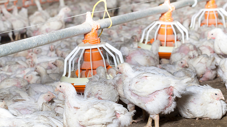 Poultry Sector Must Make Every Gram Of Feed Count Poultry News