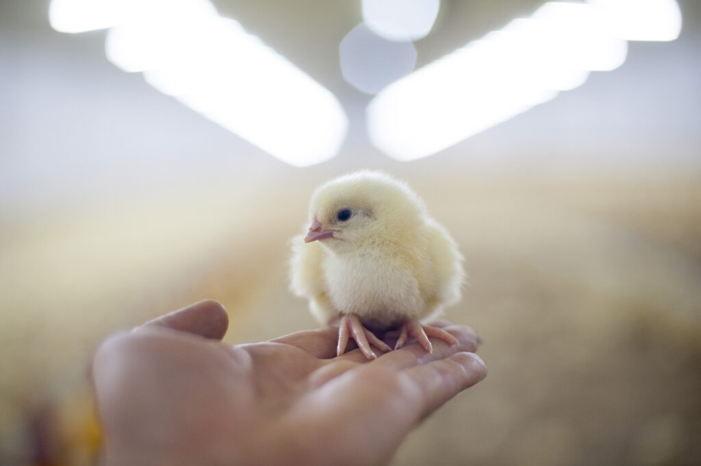 New broiler chick sexing system launched by Ceva - Poultry News
