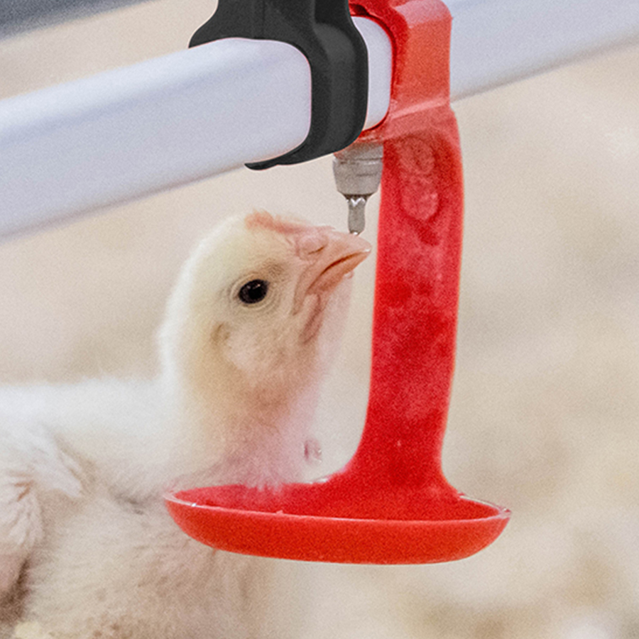The importance of optimal drinking water management - Poultry News