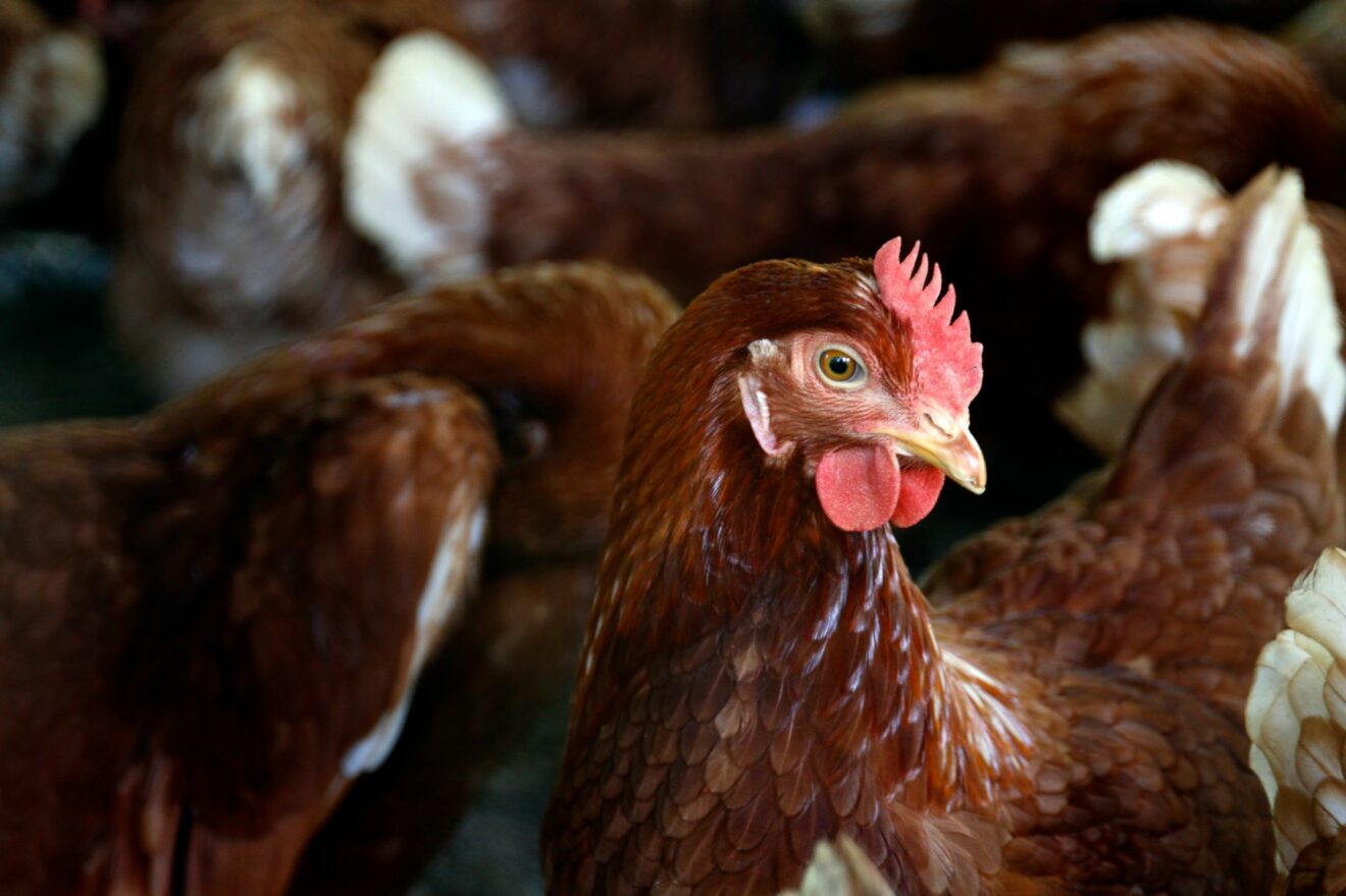 Government signals end to cages for laying hens and shift in chicken ...