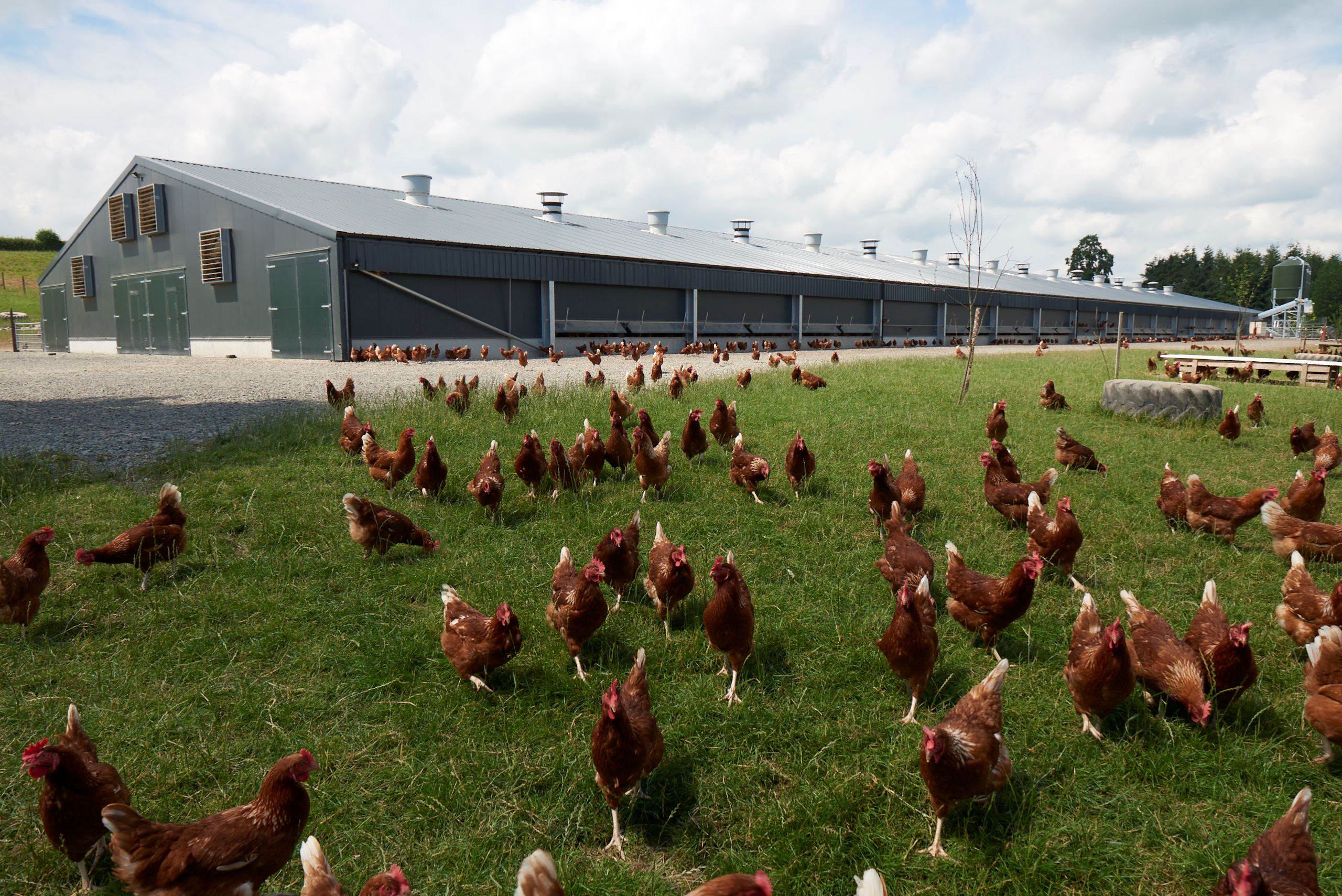 Less than two weeks left to apply for hen housing grant - Poultry News