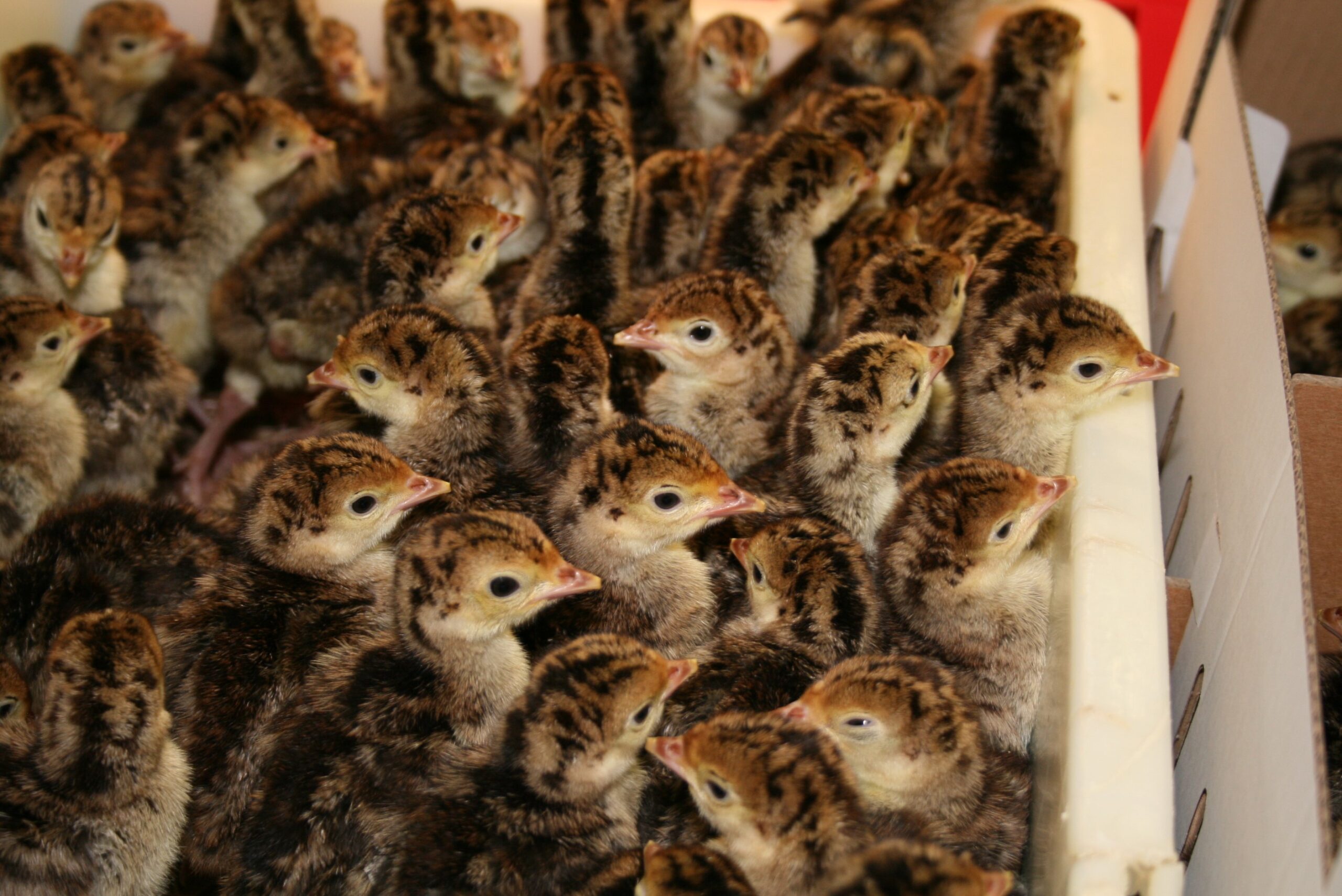 Optimism for Christmas turkey market as avian flu vaccine inches closer ...