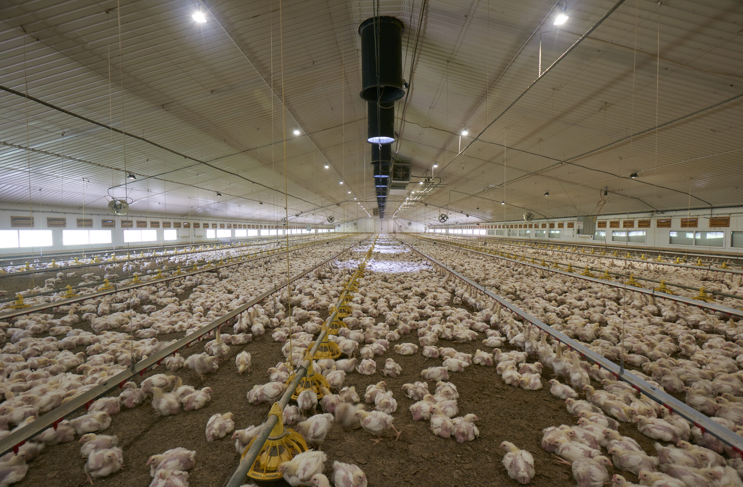 New white paper highlights importance of intestinal integrity score in ...