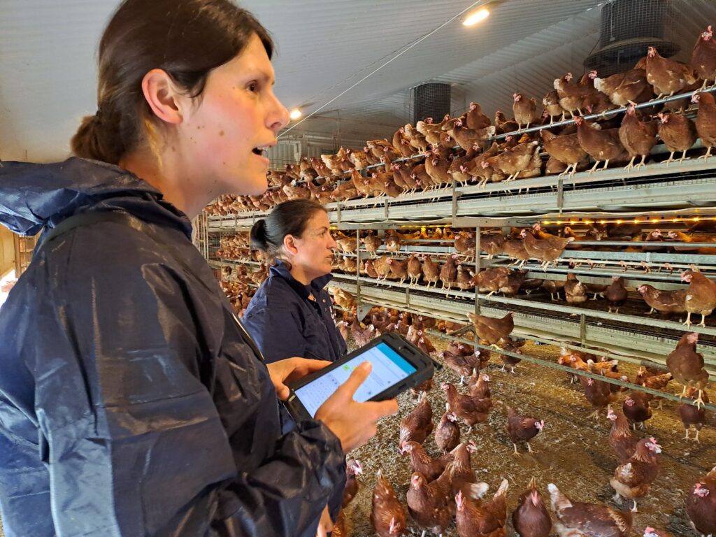 RSPCA Assured announces further changes to new laying hen standards ...