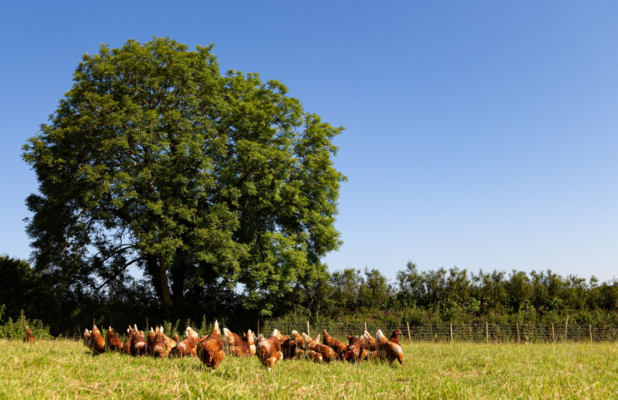 Profile: A poultry business with a difference - Poultry News